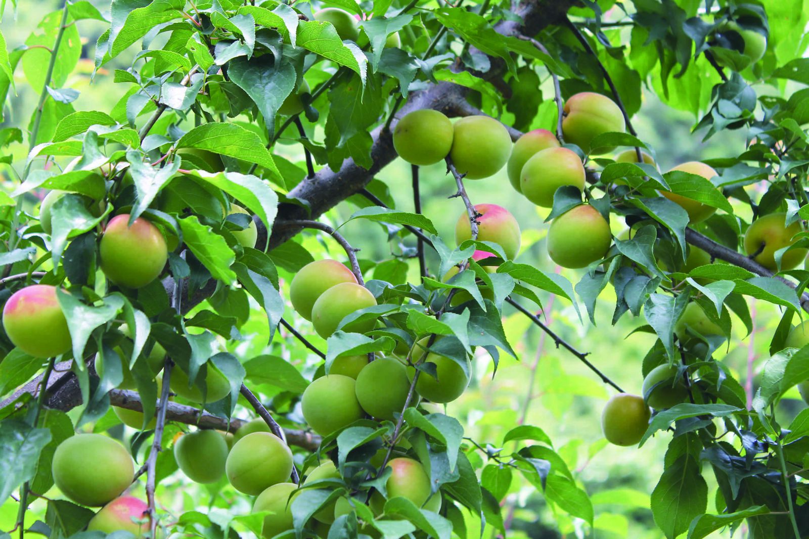 秋冬の至福、クエの旨味。和歌山で美食と美酒の極みを堪能しよう。 | RETRIP[リトリップ]